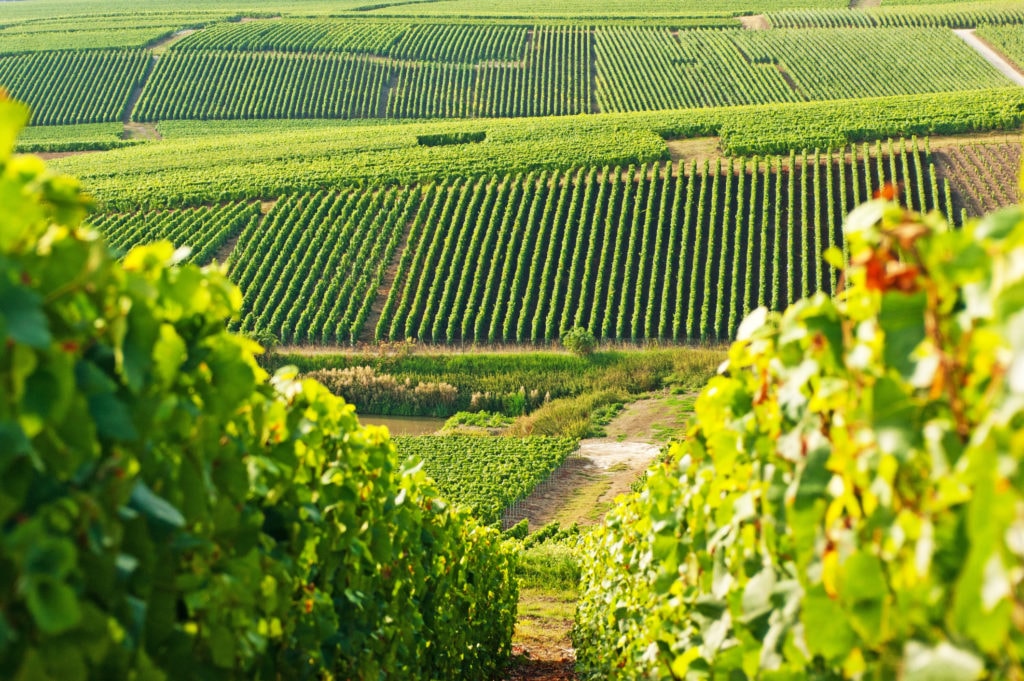 France Wine Tours | With French Wine Experts - Paris Luxury Tours